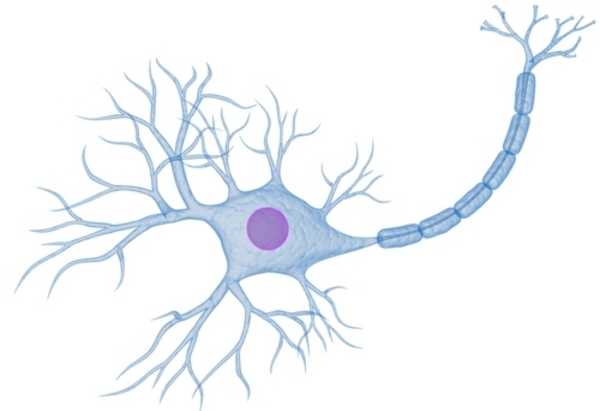 Nervcellens delar - läromedel i biologi åk 7,8