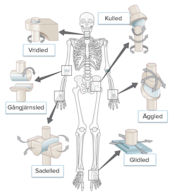 Lederna - läromedel till lektion i biologi åk 7,8,9