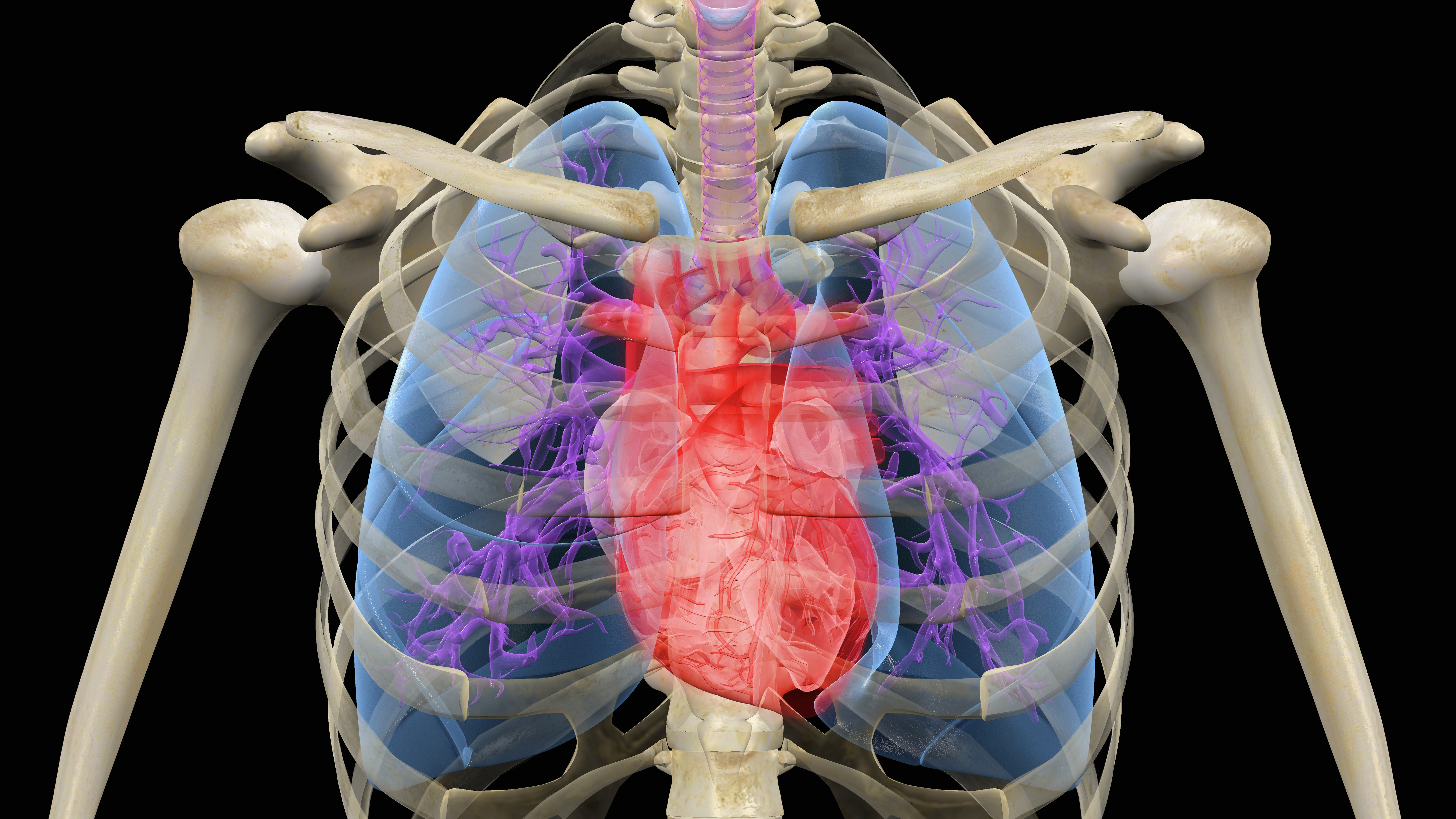 Lungor - läromedel till lektion i biologi åk 7,8,9