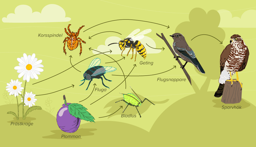 Näringsväv – läromedel till lektion i biologi åk 7,8,9