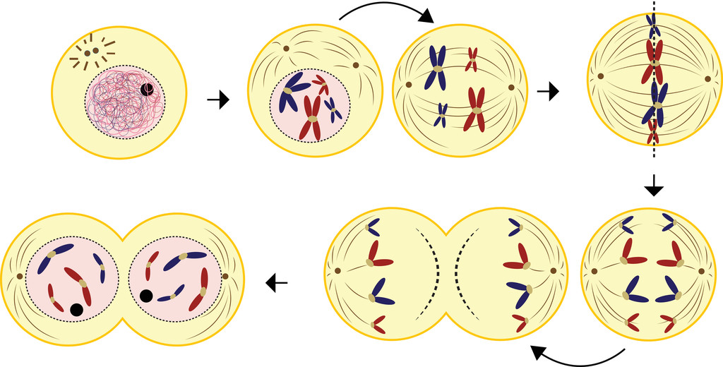 Celldelning genom mitos - läromedel i biologi åk 7,8,9