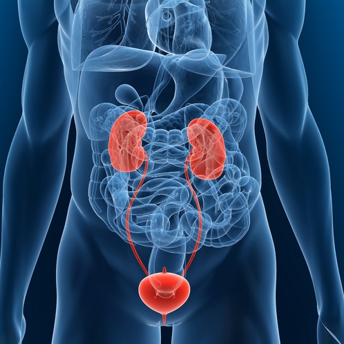 Njurar - läromedel till lektion i biologi åk 7,8,9